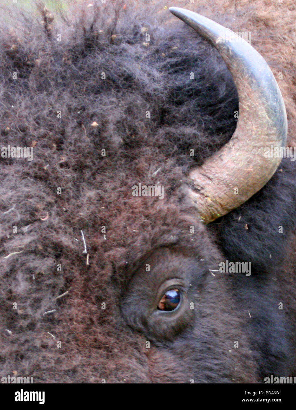 American bison buffalo tourist close hi-res stock photography and ...