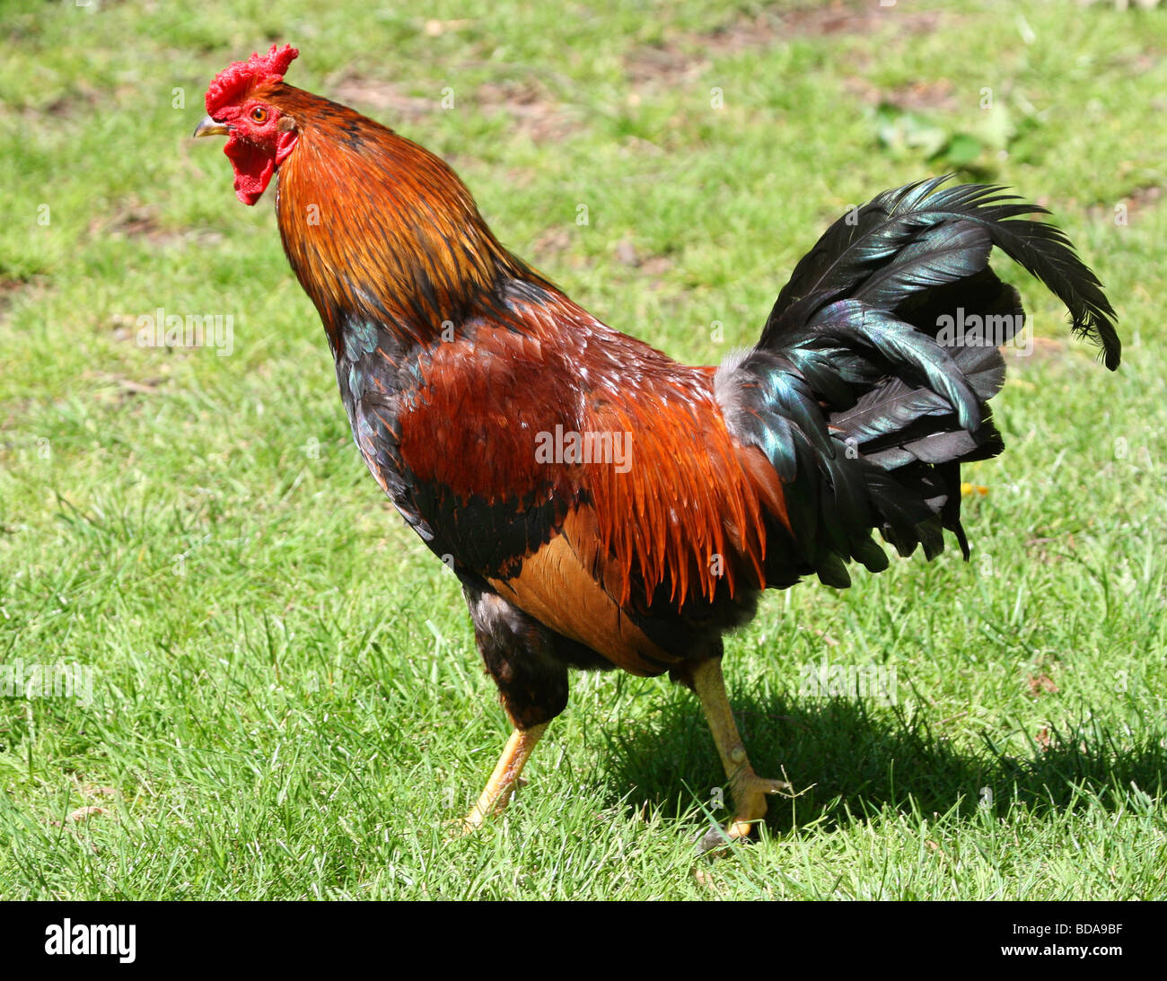 Rooster walking in the grass Stock Photo - Alamy