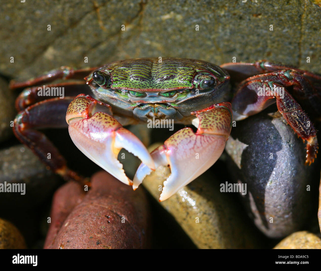 Shore crab hi-res stock photography and images - Alamy