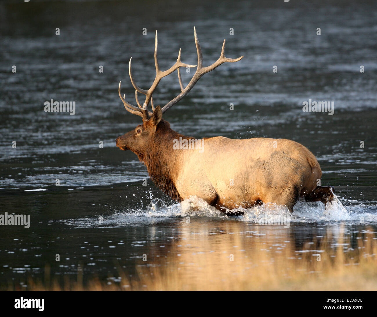 Bull Elk in water Stock Photo - Alamy