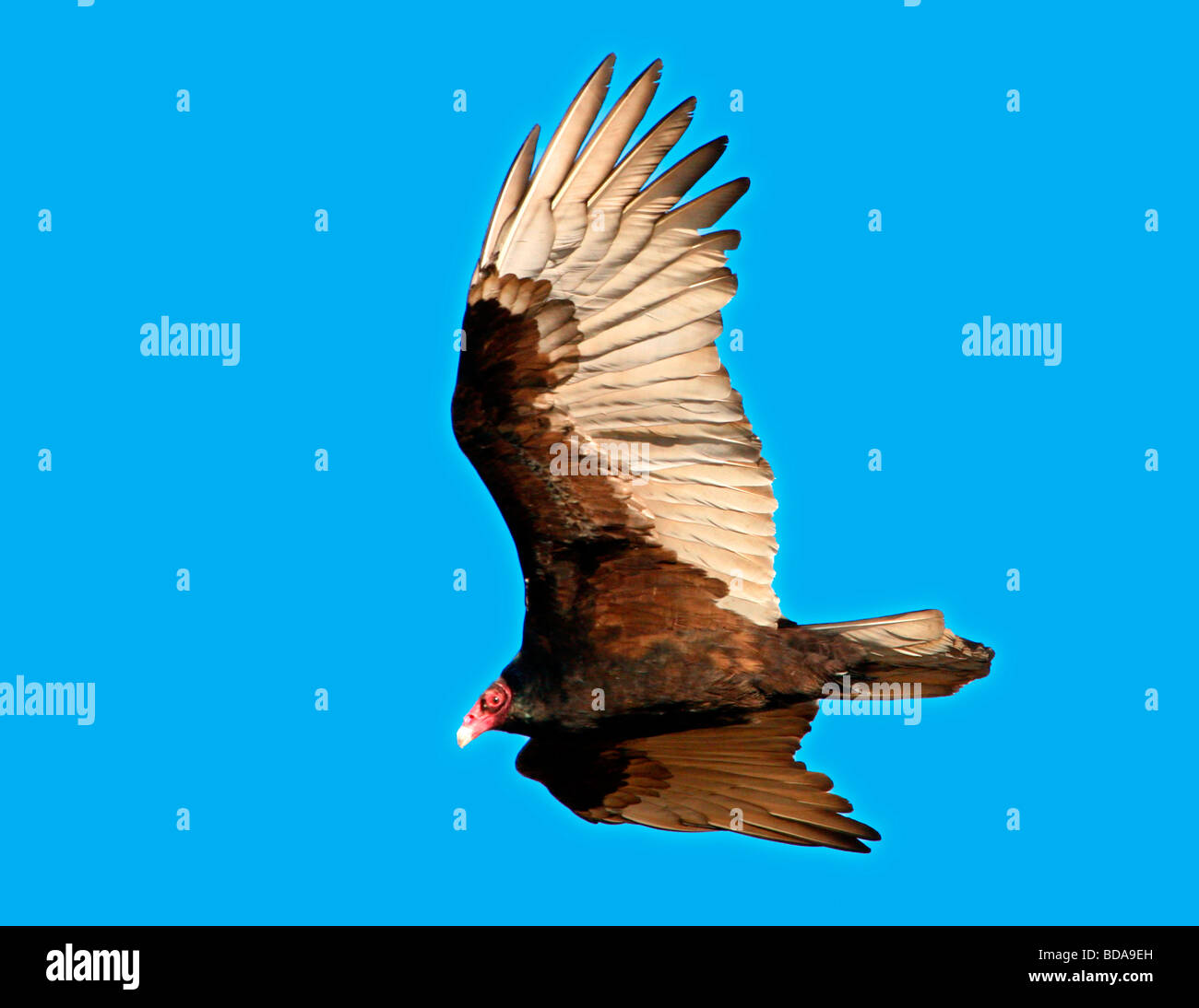 Turkey vulture in flight Stock Photo - Alamy