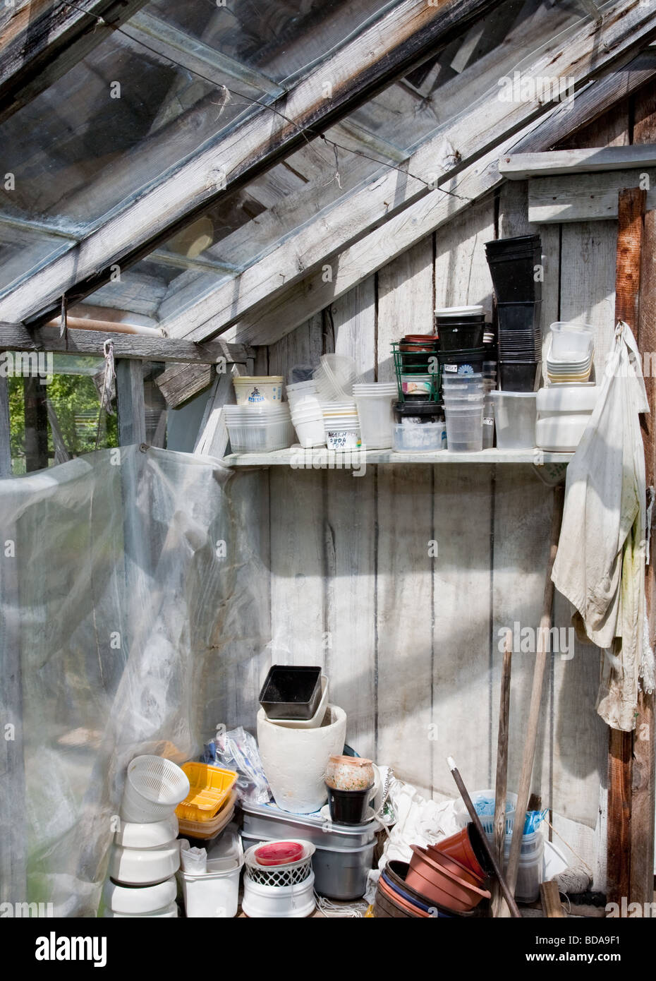 Different plastic plant pots on old messy greenhouse shelf Stock Photo ...