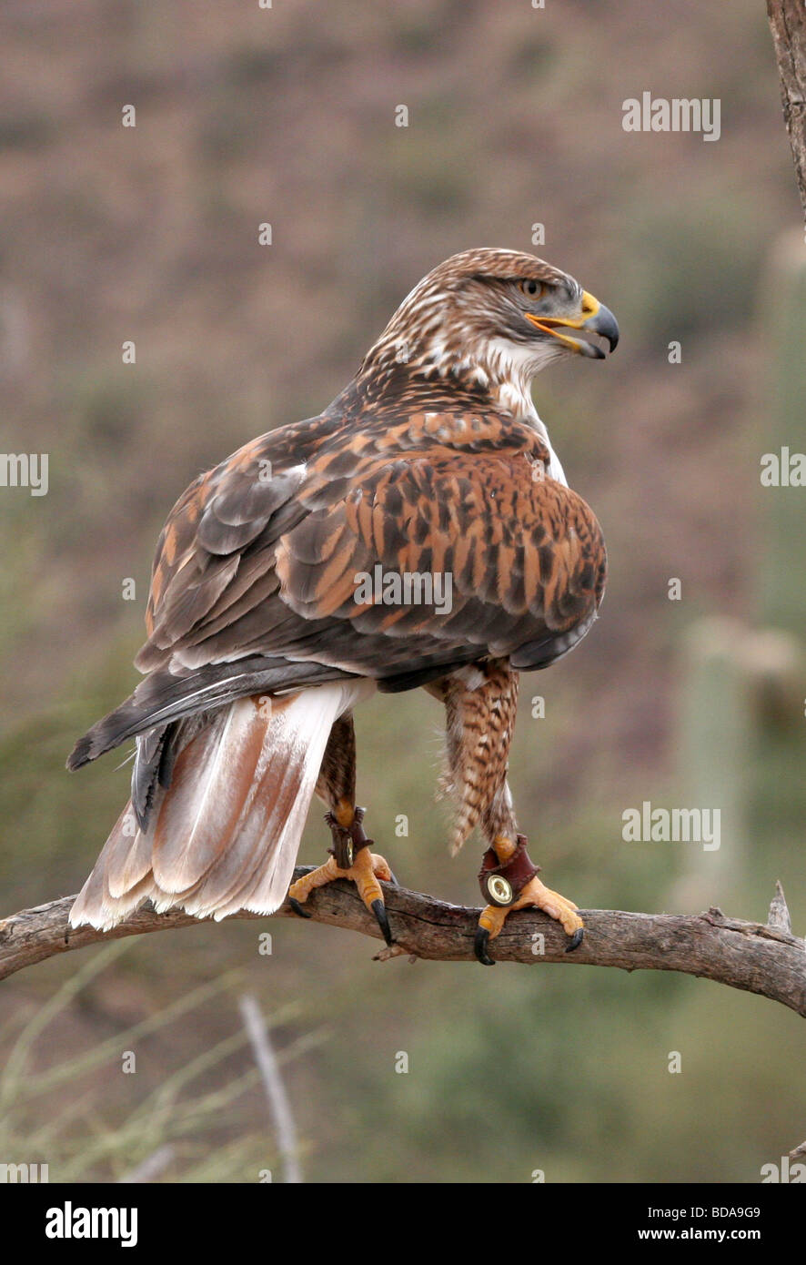 Ferruginous Hawk perched Stock Photo - Alamy