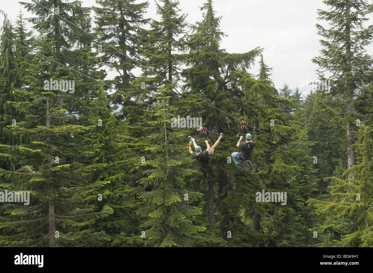Zip Lining on Grouse Mountain at Vancouver in British Columbia Stock ...