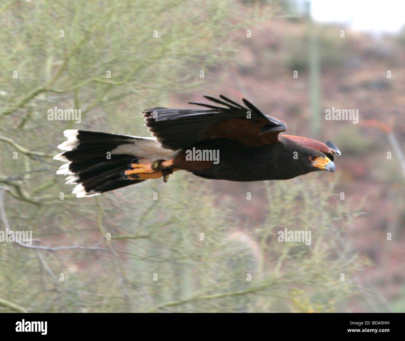 Harris Hawk in flight Stock Photo - Alamy