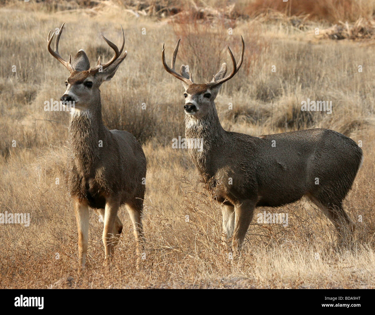Pair of Bucks in an open field Stock Photo - Alamy