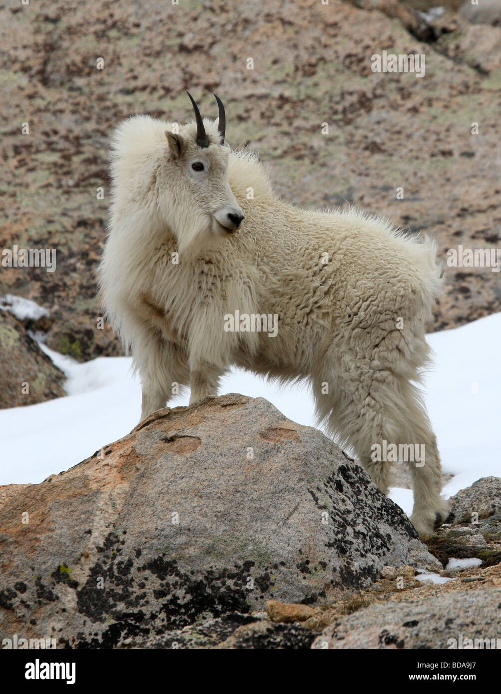Rock a billy hi-res stock photography and images - Alamy