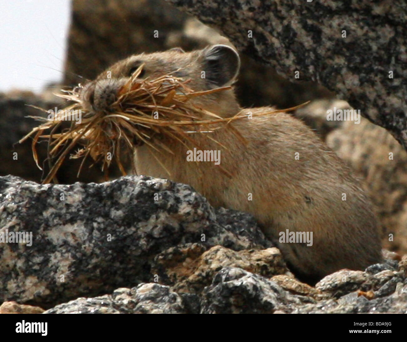 Close up of a Pika with grass in its mouth Stock Photo - Alamy