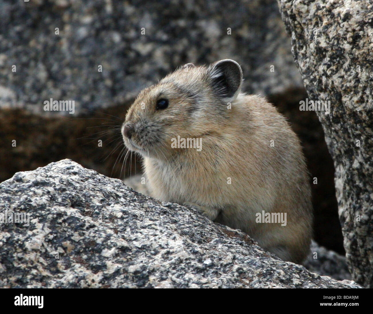 Pika burrow hi-res stock photography and images - Alamy