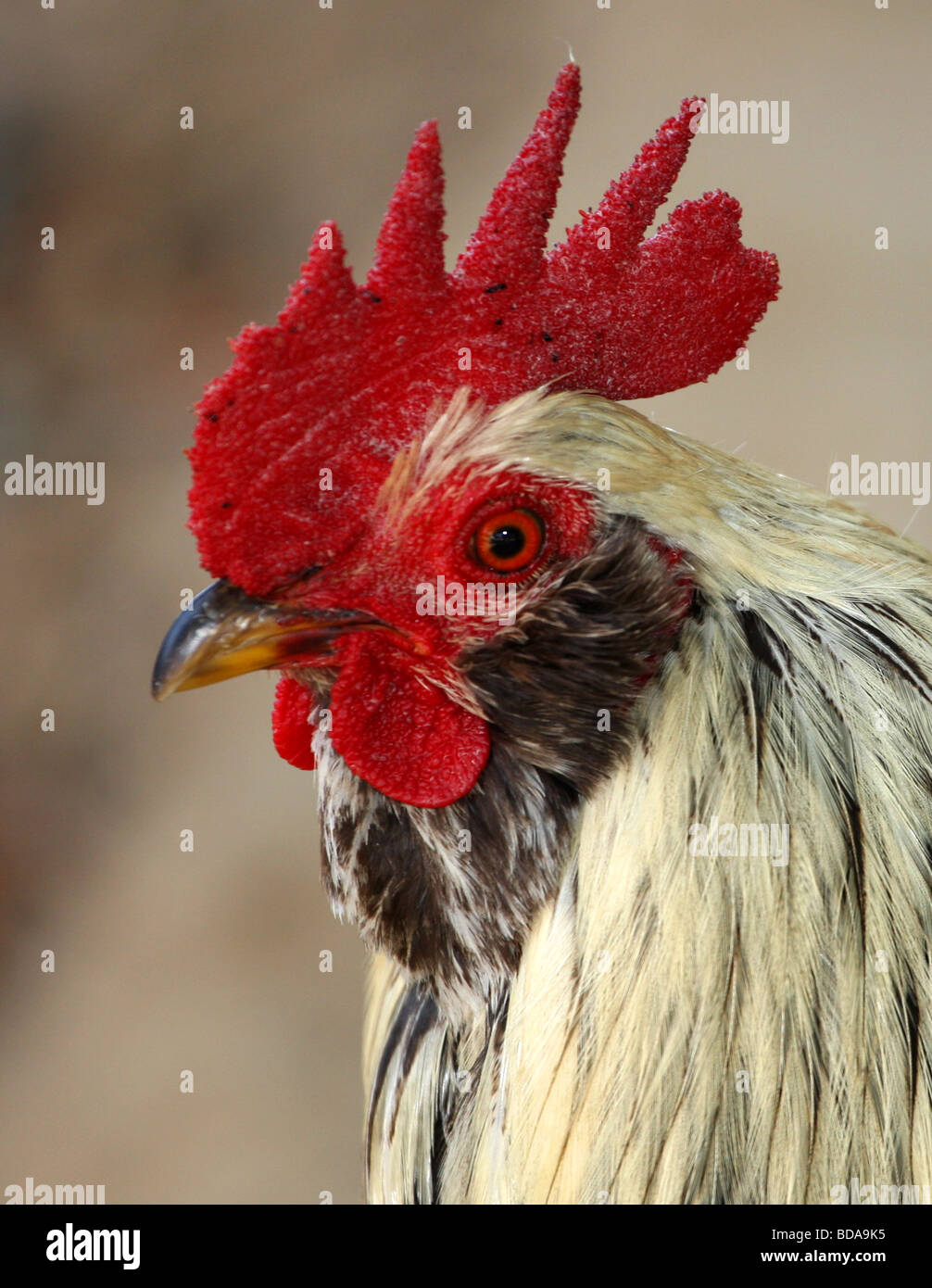 Rooster Head High Resolution Stock Photography and Images - Alamy