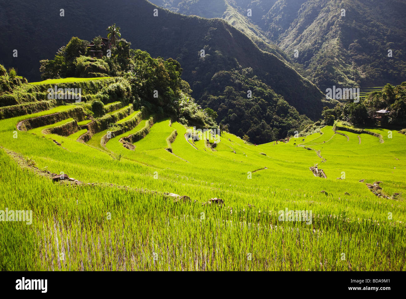 Rice terraces Batad Ifugao Province Northern Luzon Philippines Stock ...