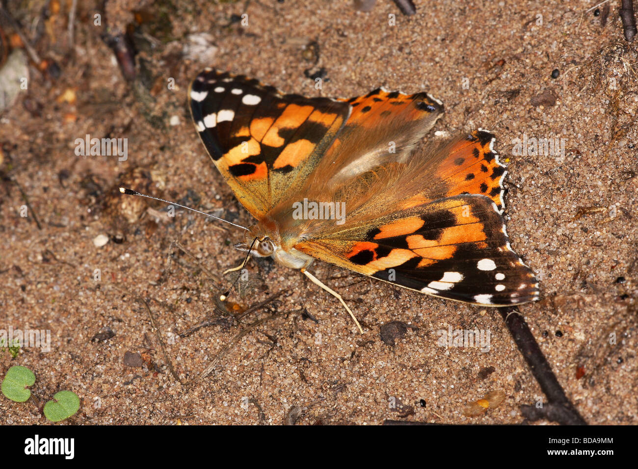 Painted wing fly hi-res stock photography and images - Alamy