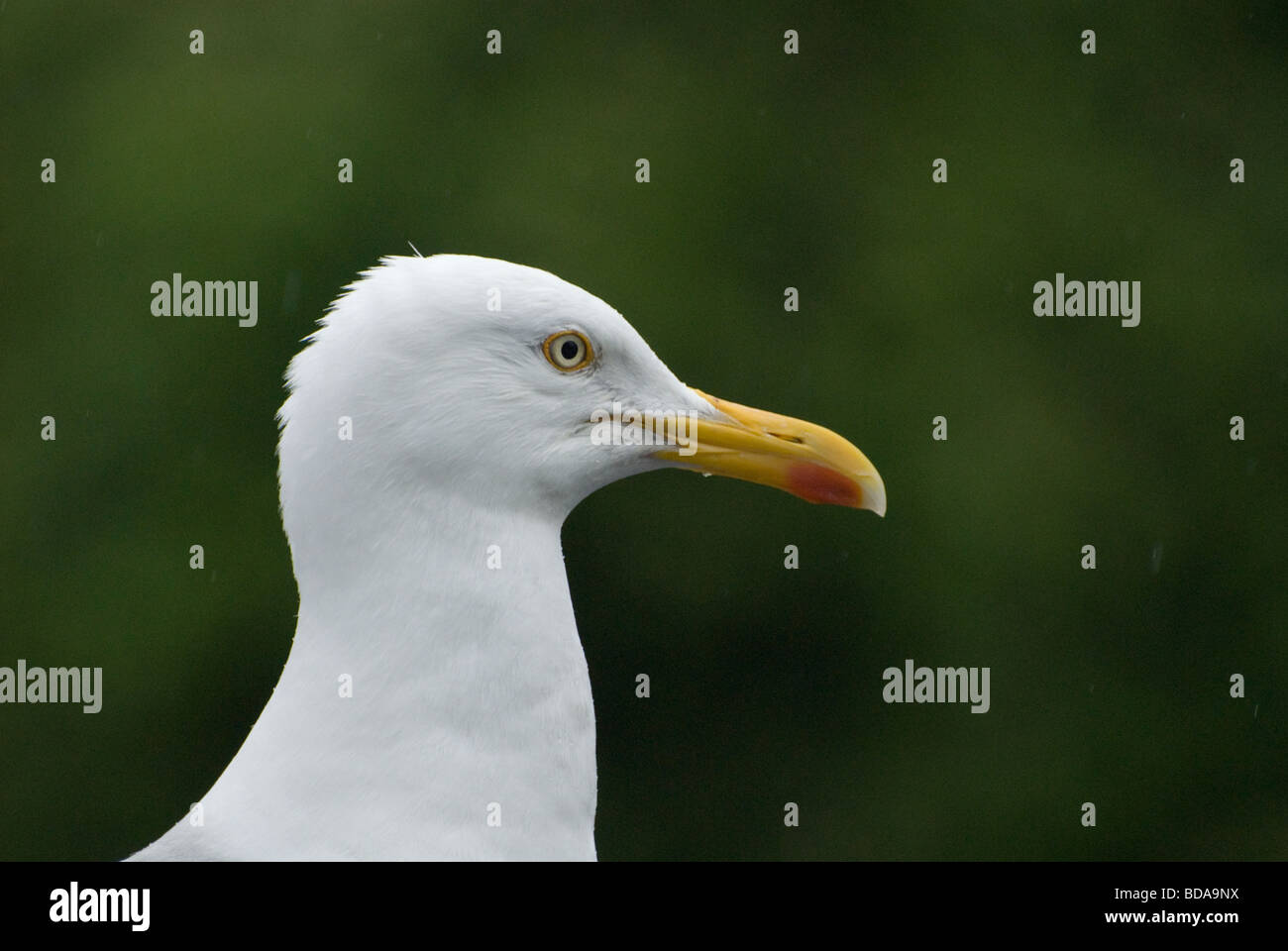 Gull eye hi-res stock photography and images - Alamy
