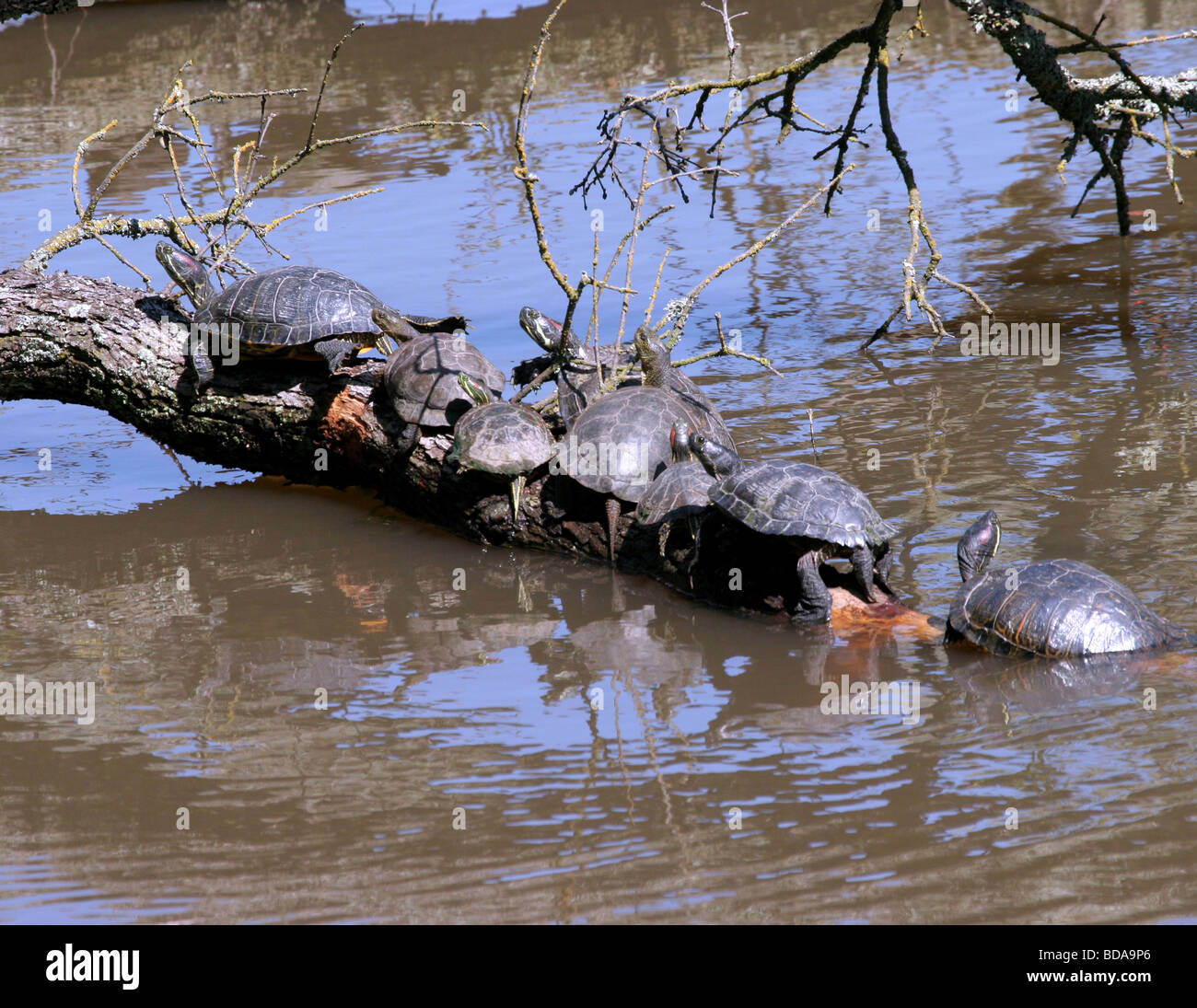 Turtle on wood in water hi-res stock photography and images - Alamy