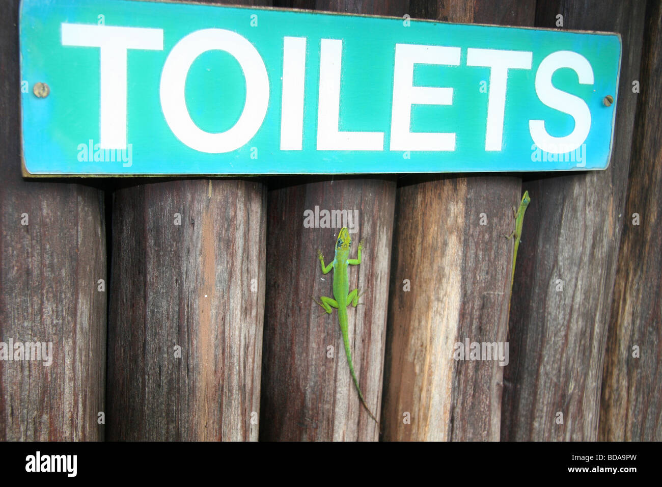 Bright Green Lizards wait for there turn to use the toilet Stock Photo ...
