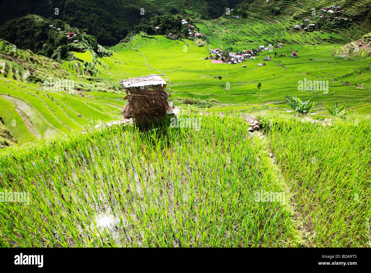 Rice terraces Batad Ifugao Province Northern Luzon Philippines Stock ...