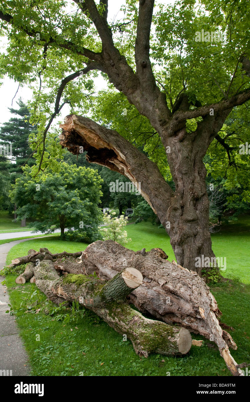 Storm damaged tree Stock Photo - Alamy