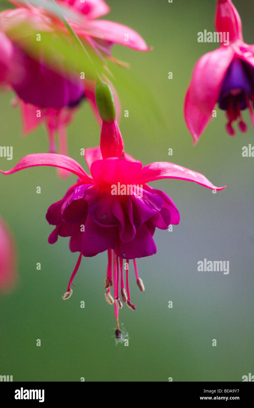 Fuchsia 'deep purple' hi-res stock photography and images - Alamy