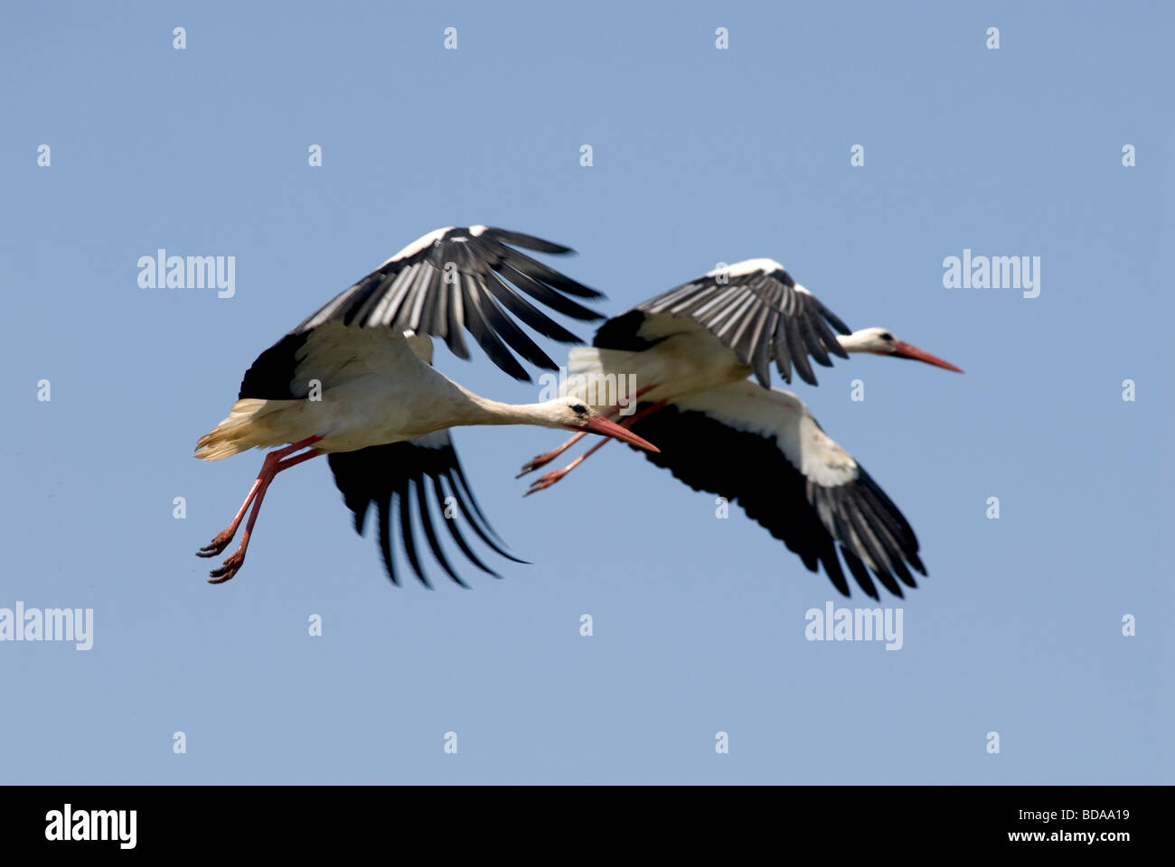 Flight of storks hi-res stock photography and images - Alamy