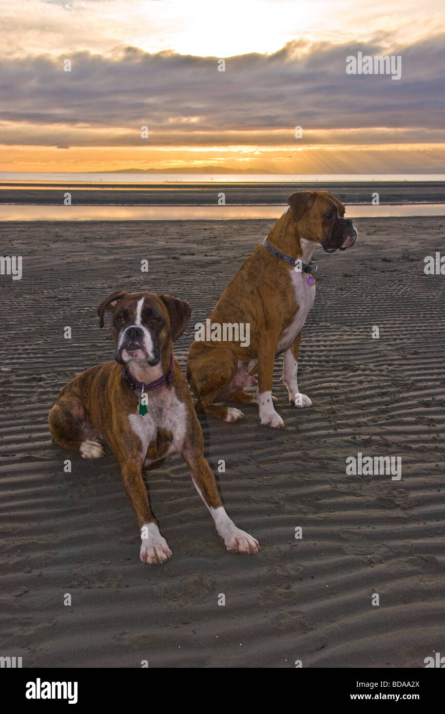 Two Boxer dogs on the beach as light rays beam down from the setting ...