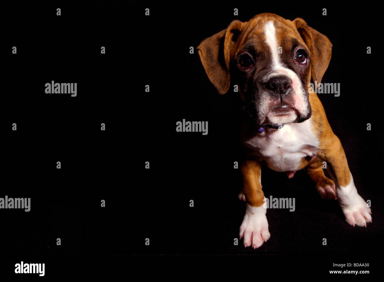 Black boxers face hi-res stock photography and images - Alamy