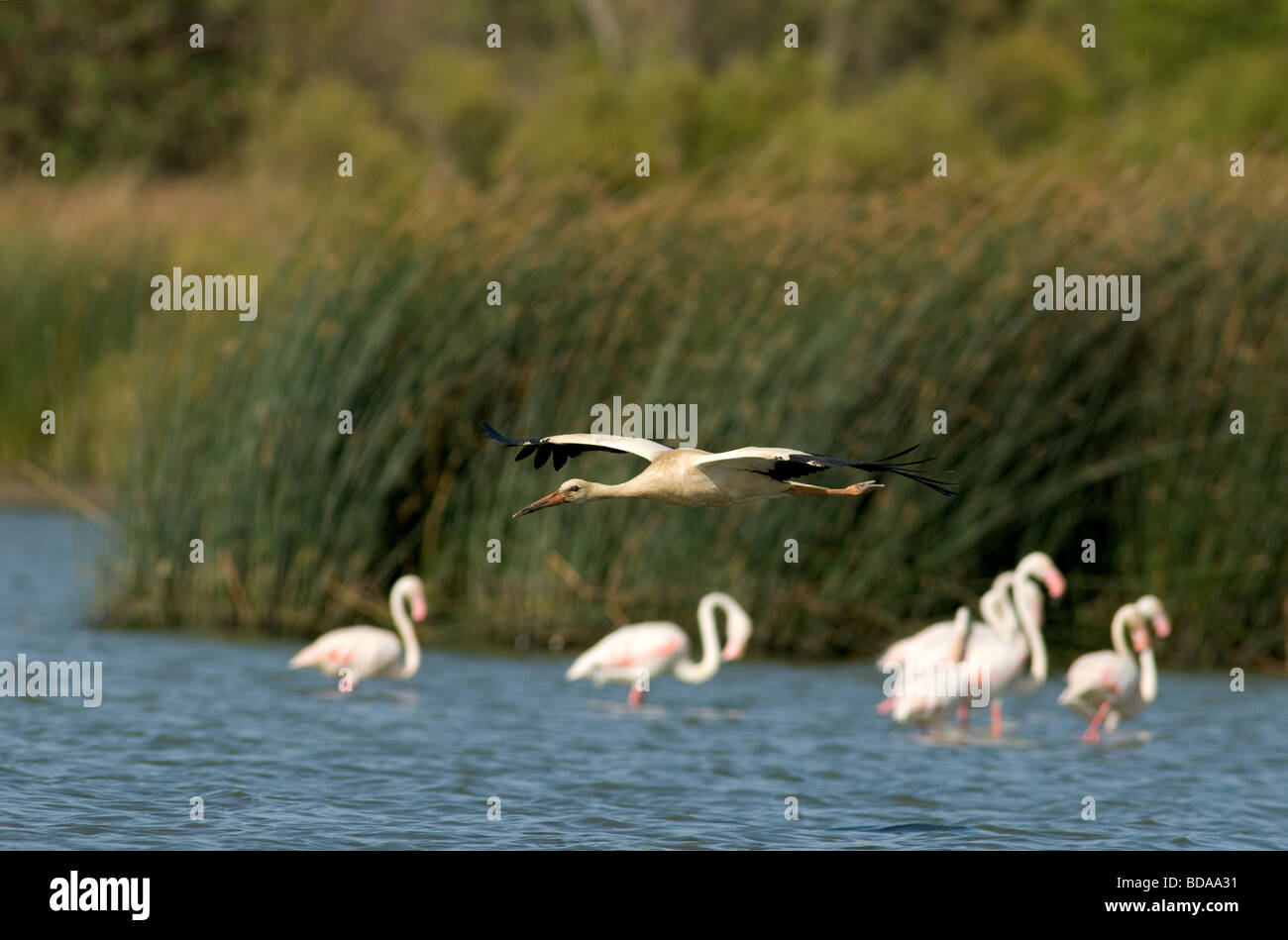 White stork flying hi-res stock photography and images - Alamy