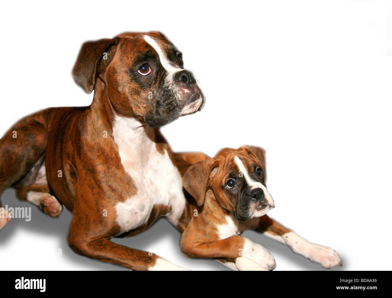 Boxer Adult and Puppy on white background, copy space on upper right ...