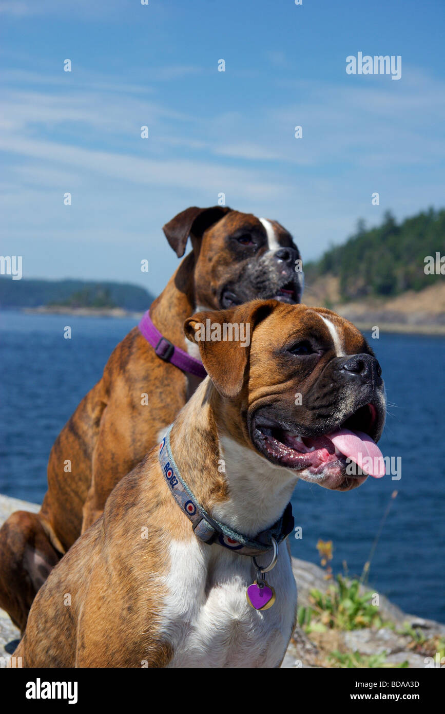 Boxer island hi-res stock photography and images - Alamy