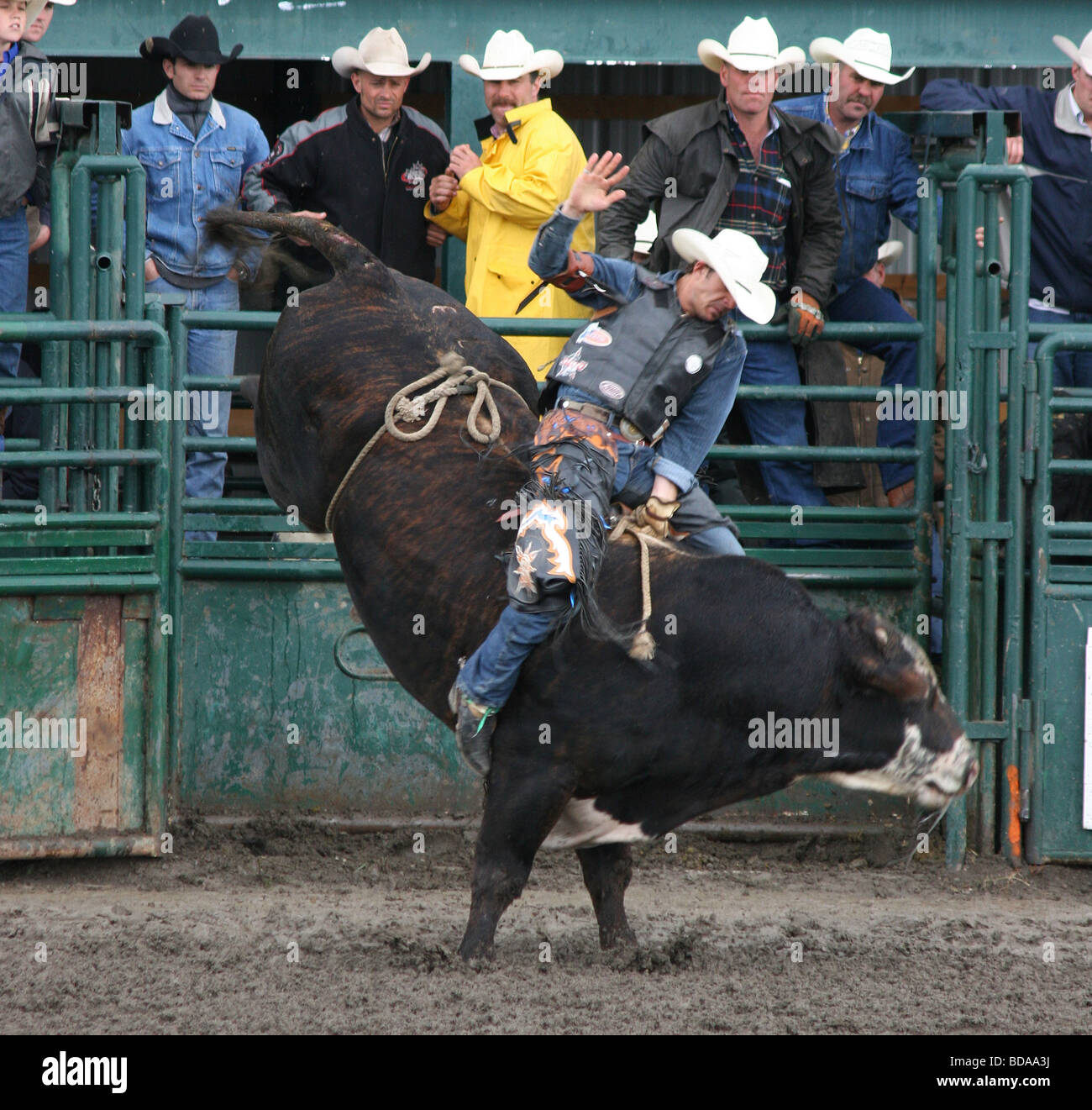Bull rider Hanging On Tight at Small Town Rodeo Stock Photo - Alamy