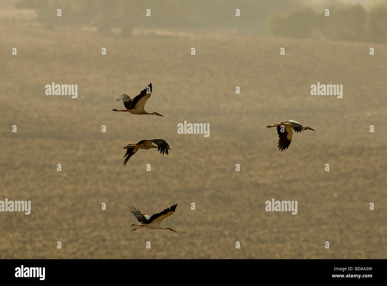 Flying white storks hi-res stock photography and images - Alamy