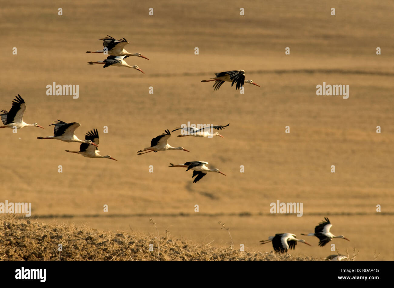 Flying white storks hi-res stock photography and images - Alamy