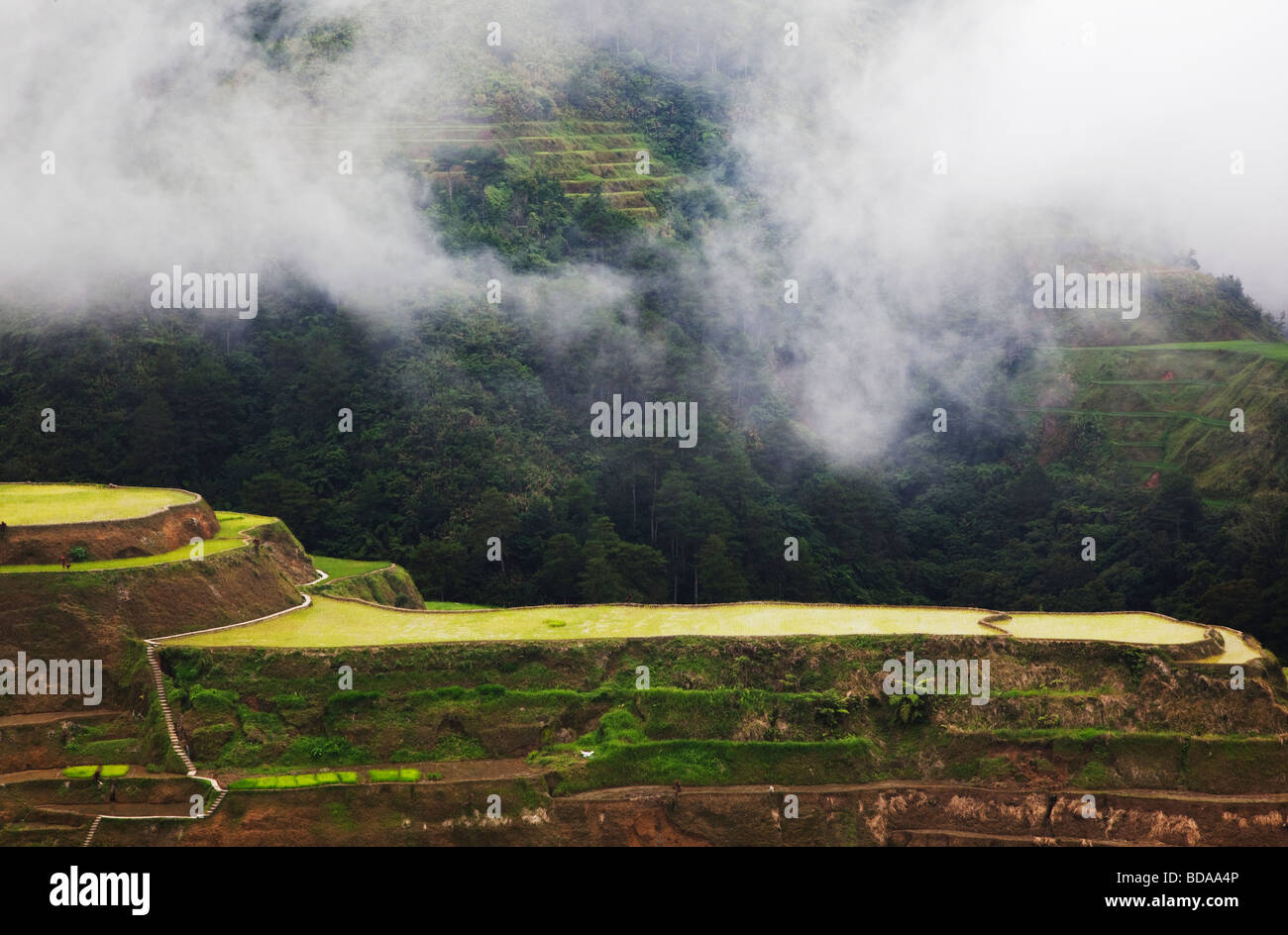 Rice terraces at Banaue Ifugao Province Northern Luzon Philippines ...
