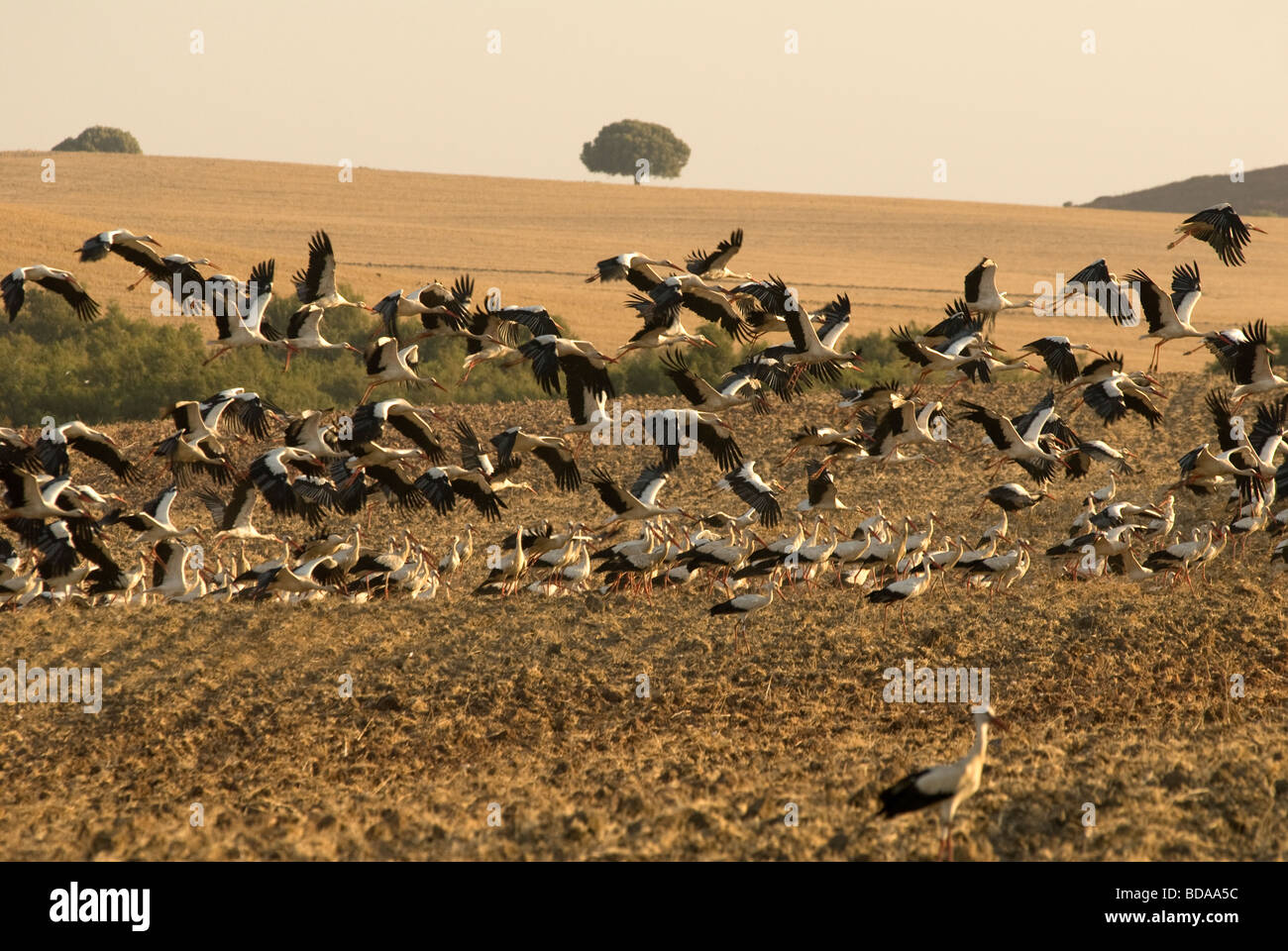 Flock of White Storks taking off from ploughed field Stock Photo - Alamy