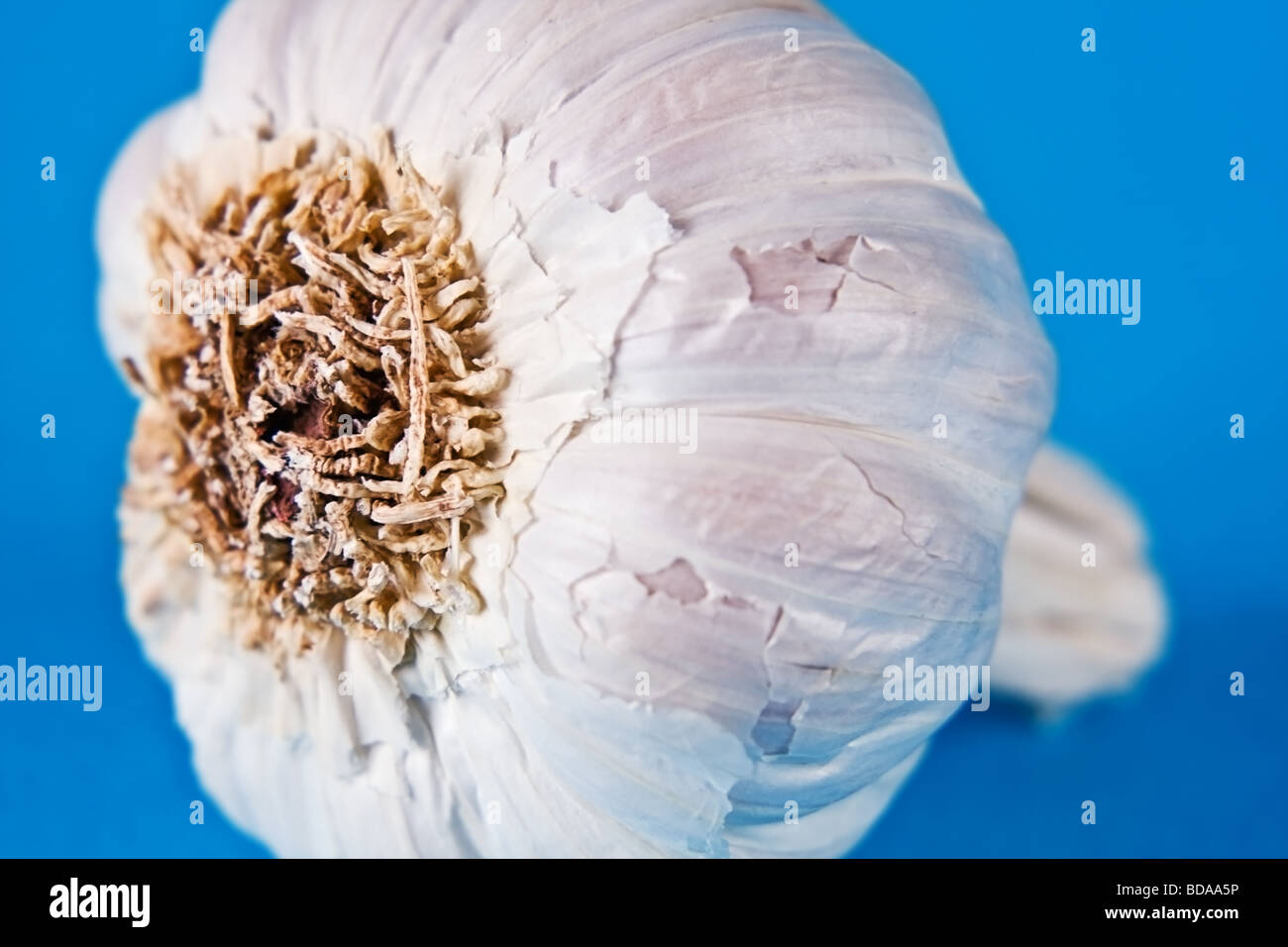 Blue Garlic Bulb High Resolution Stock Photography and Images - Alamy