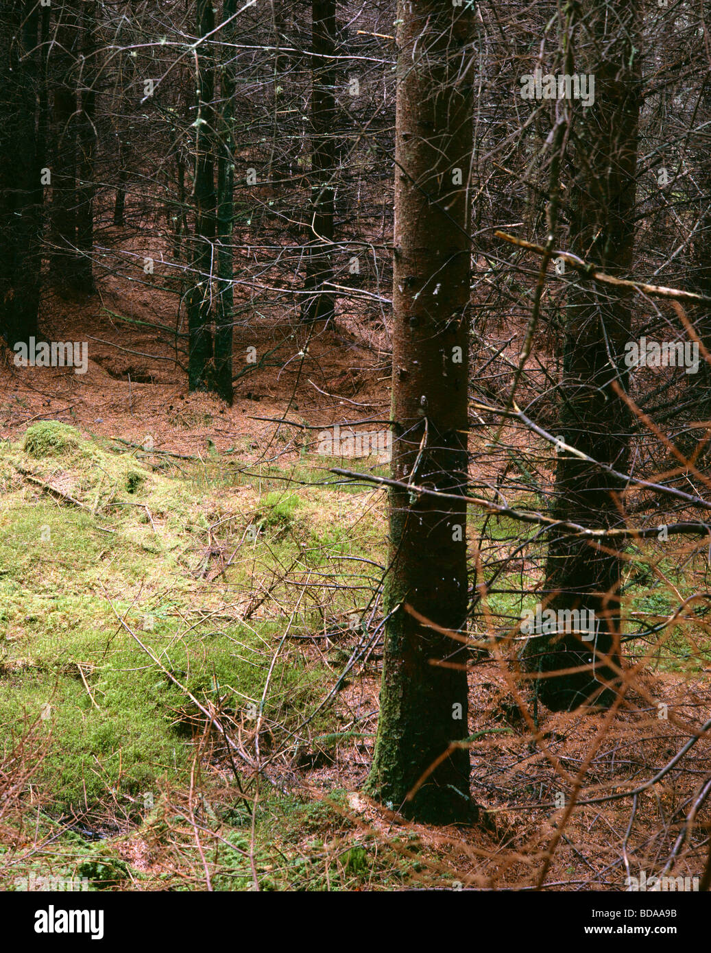 High rocks plantation uk hi-res stock photography and images - Alamy