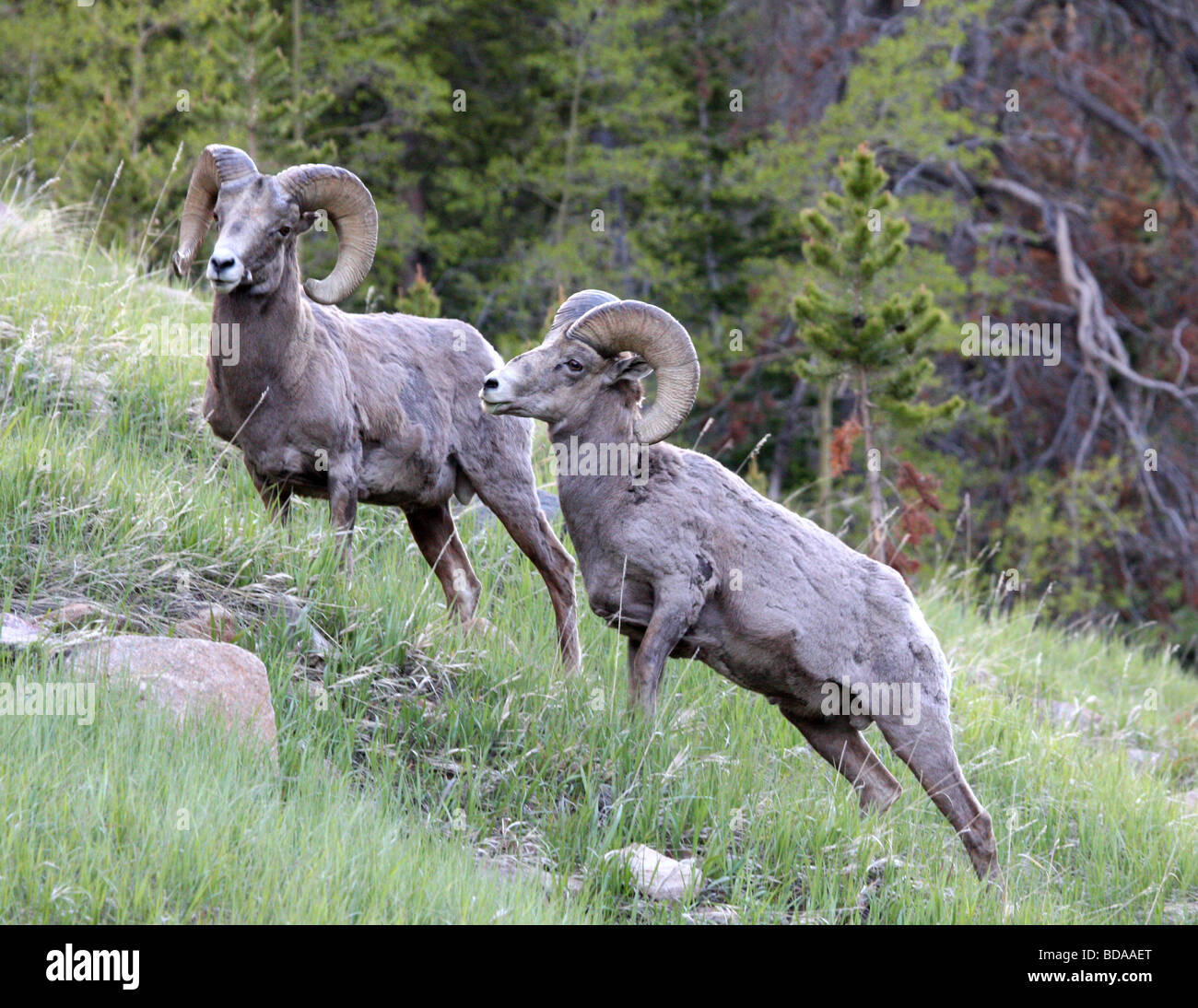 Two Big Horn Rams on a hill Stock Photo - Alamy