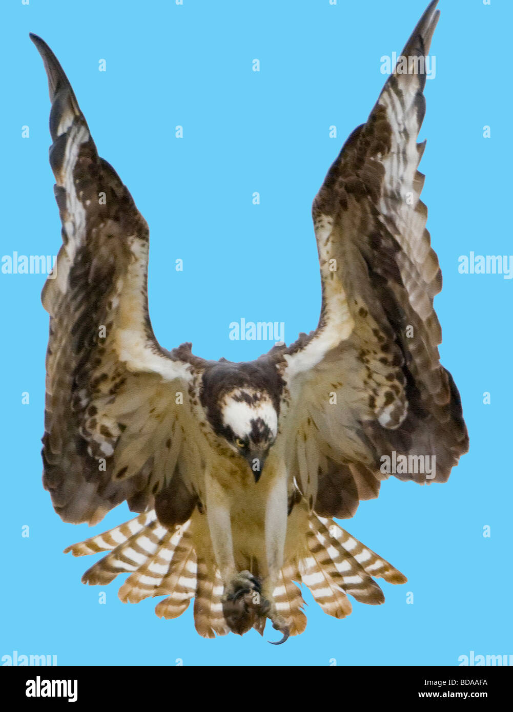 Osprey in flight with its wings upright Stock Photo - Alamy