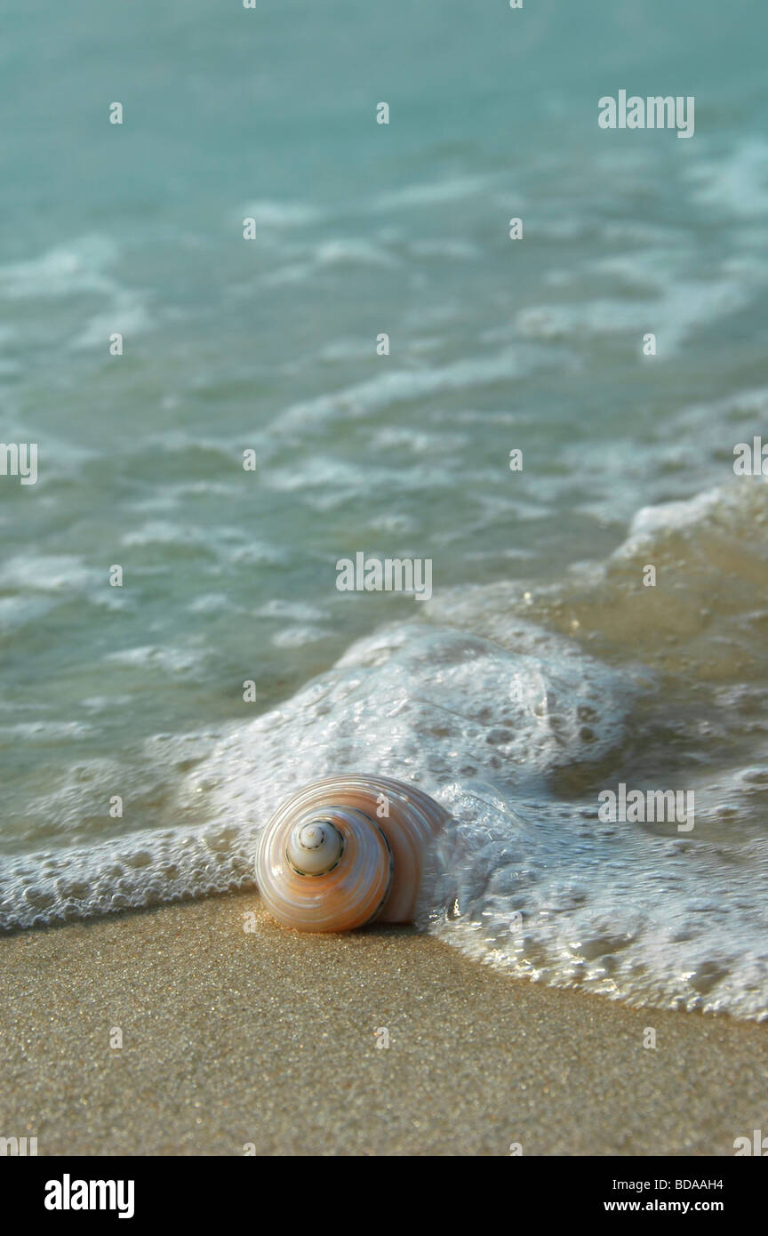 Spiral seashell on shore Stock Photo - Alamy