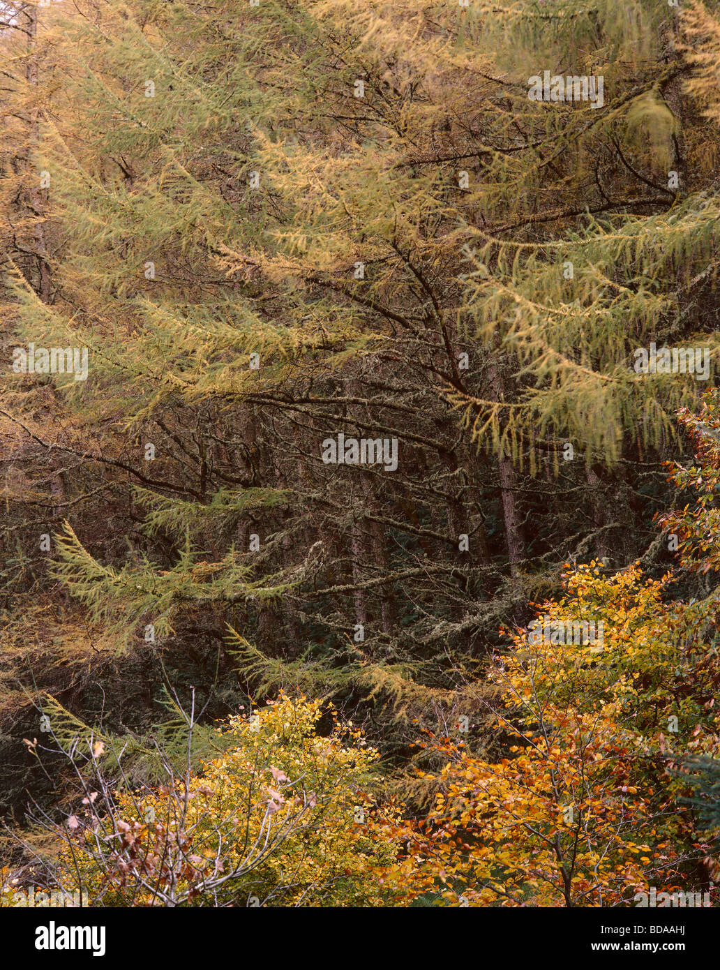 Larch trees in Autumn colour on the side of Beinn Lora, Benderloch ...