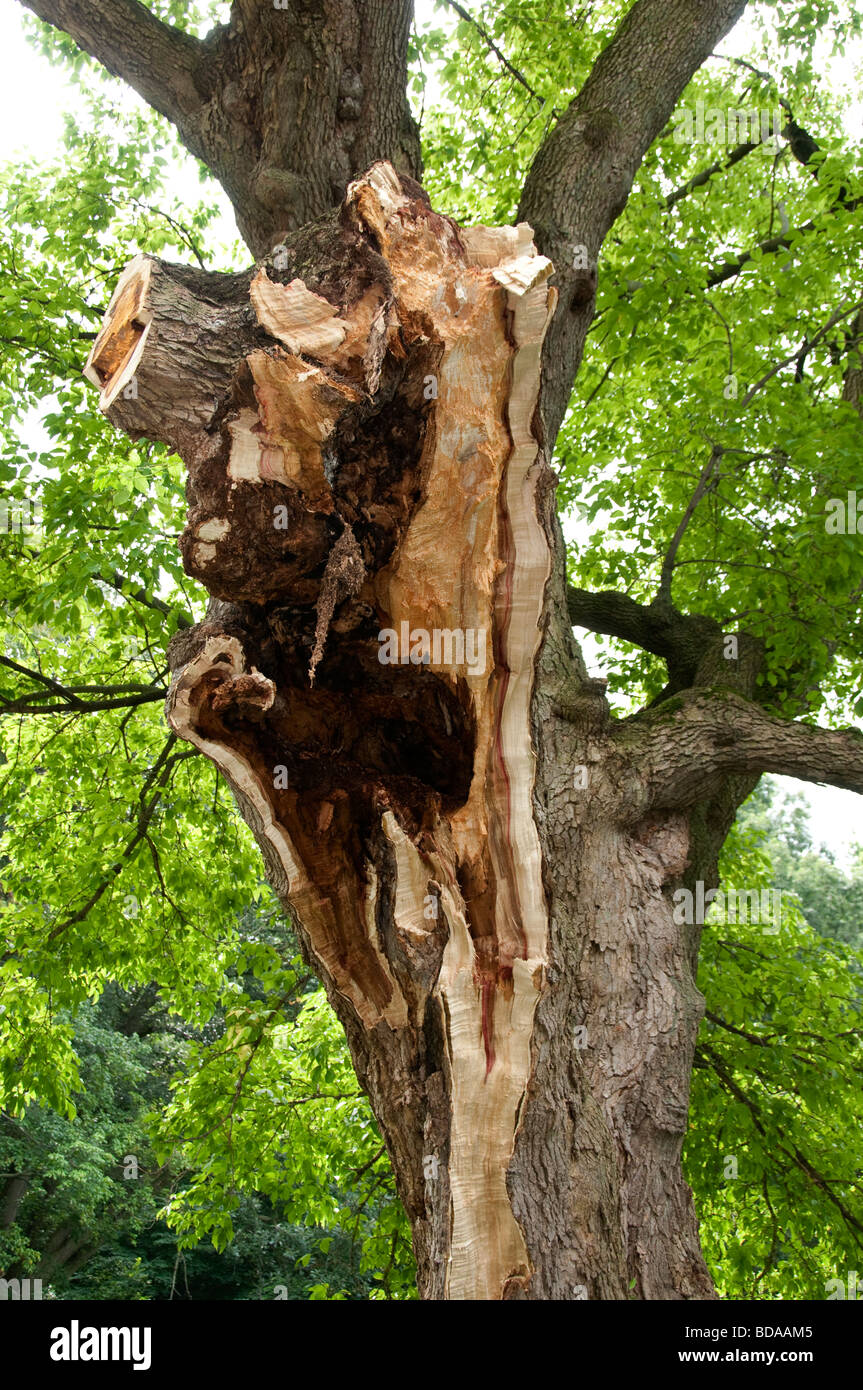 Storm damaged tree Stock Photo - Alamy