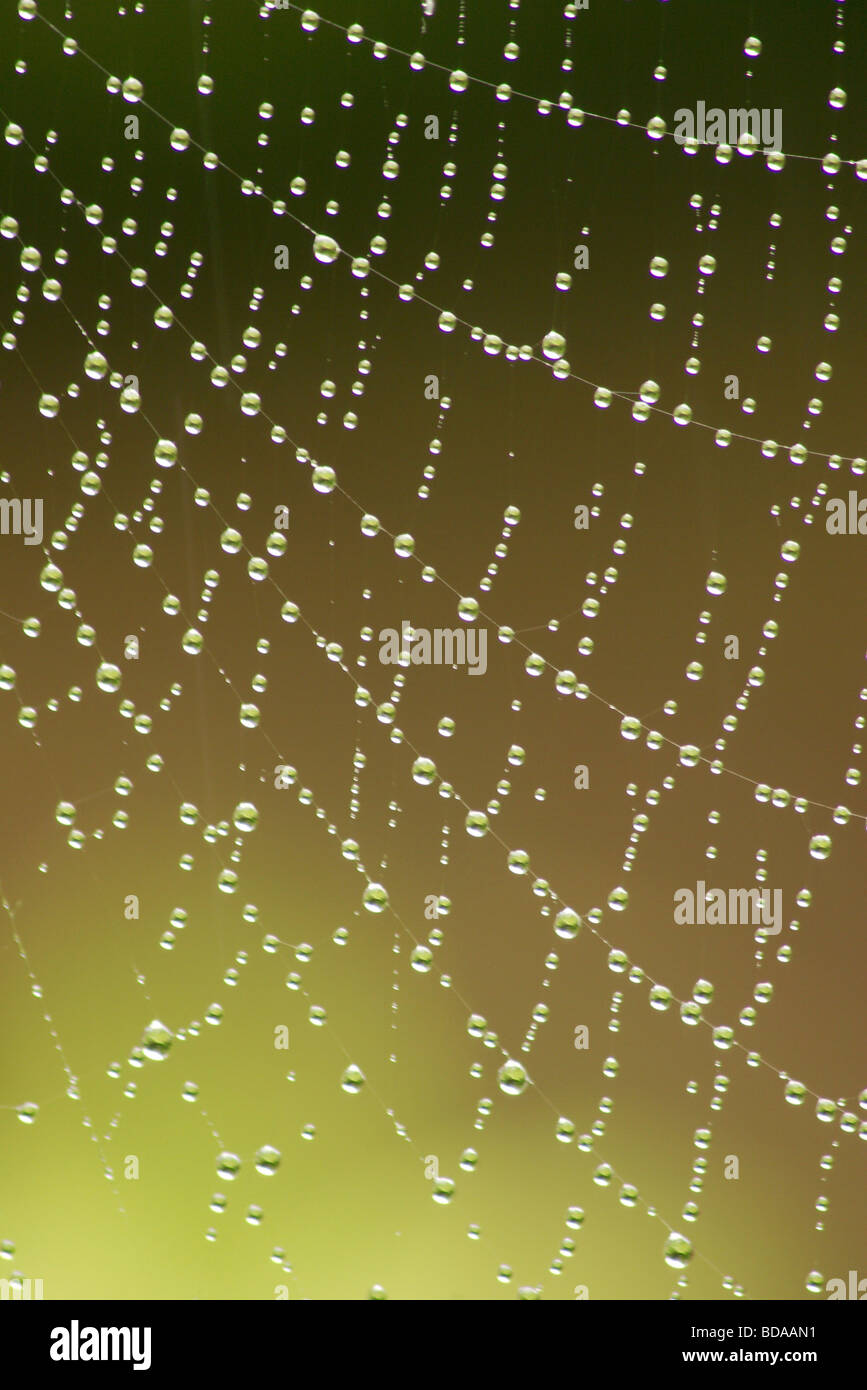 Insects that like water hi-res stock photography and images - Alamy