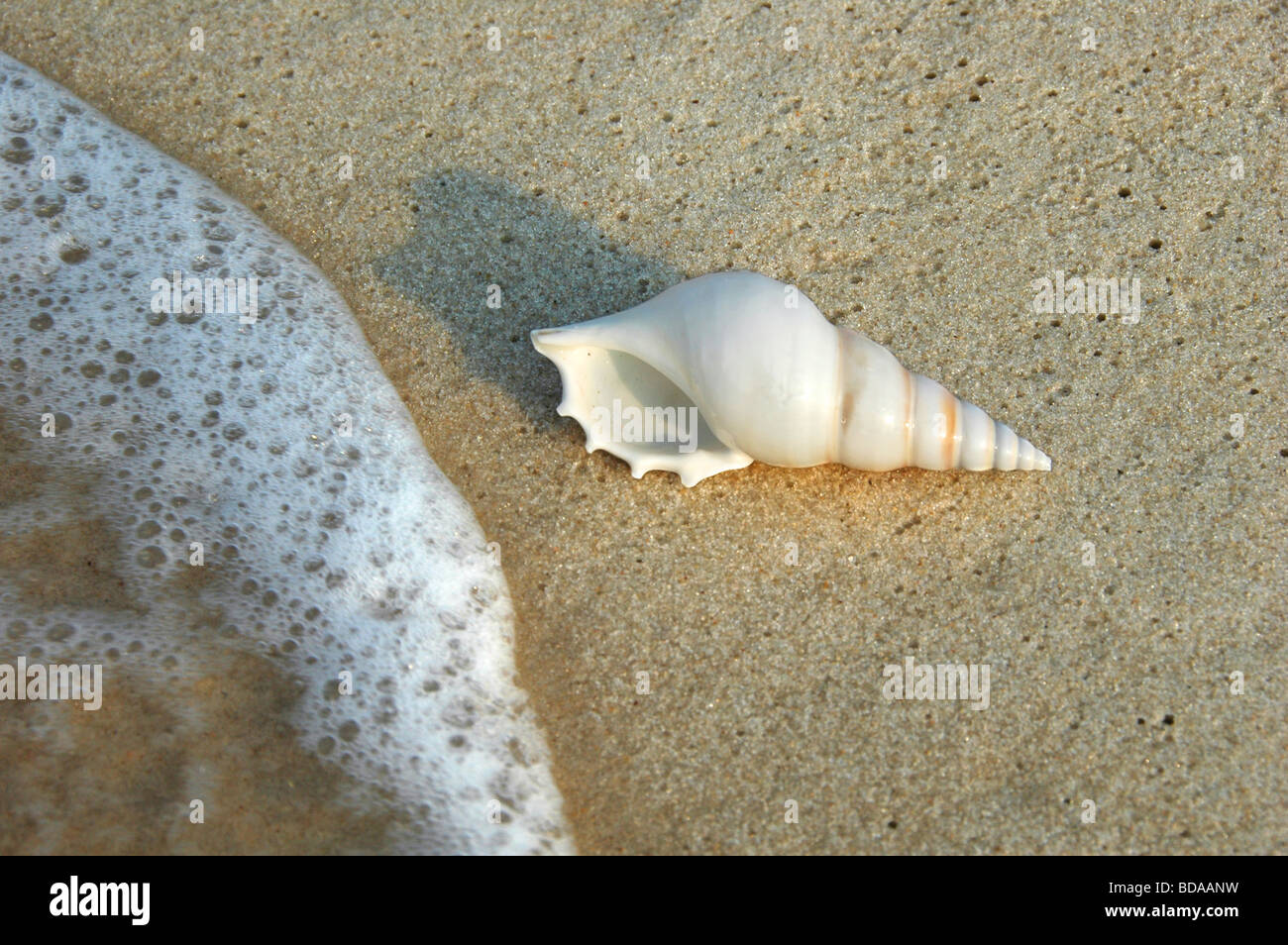 Sunny nature exotic seashore beach hi-res stock photography and images ...
