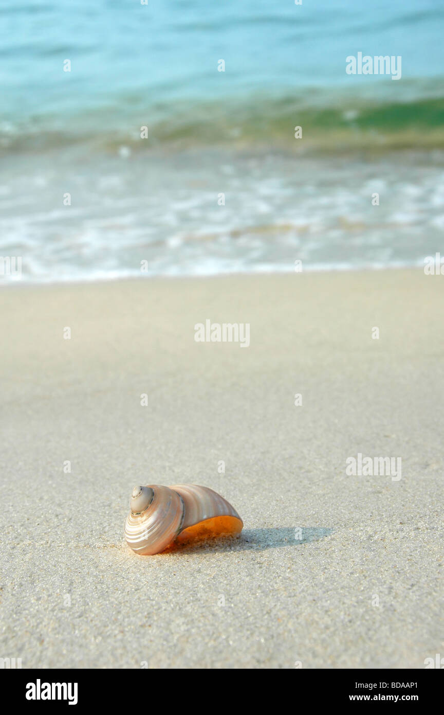 Exotic shell on a shore with waves in the background Stock Photo - Alamy
