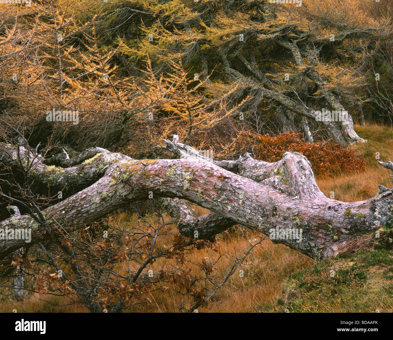 Wind twisted Larch trees beside Dunstaffnage Castle, near Oban, Argyll ...