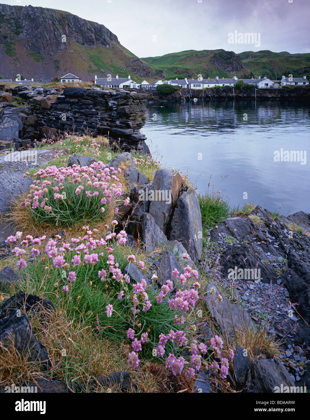 Thrift beside a flooded quarry at Ellenabeich, Isle of Seil, Argyll ...