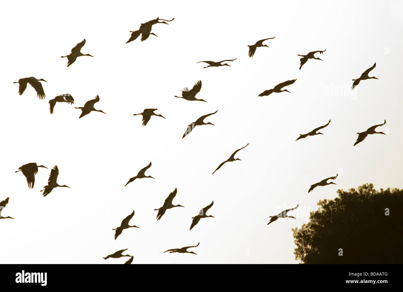 Flock of White Storks in flight silhouetted by early morning light ...