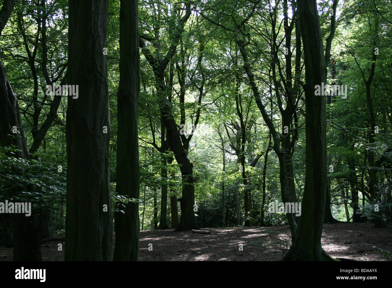 Highgate woods hi-res stock photography and images - Alamy