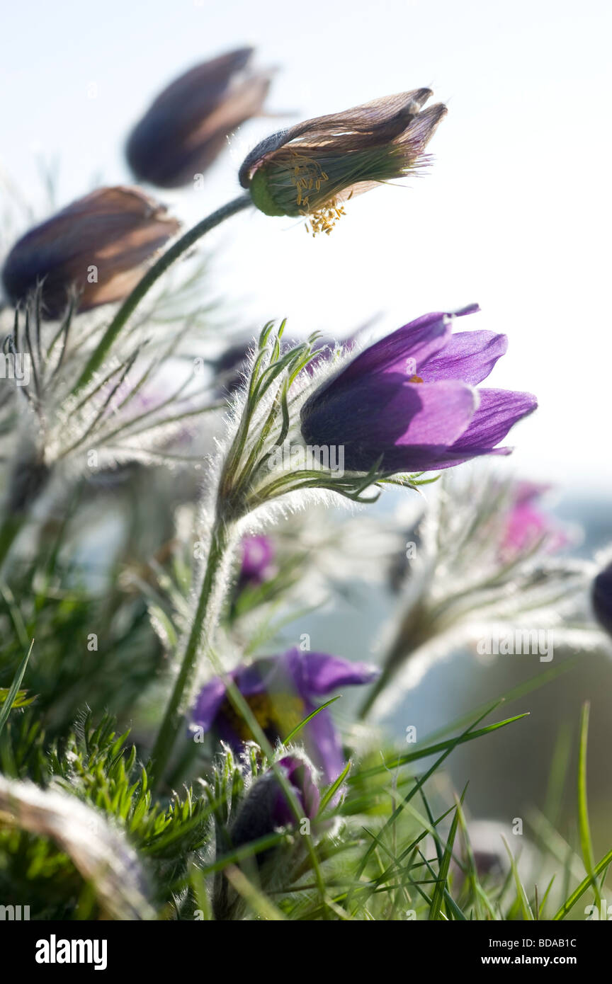 Pulsatilla vulgaris pink pasque flower hi-res stock photography and ...