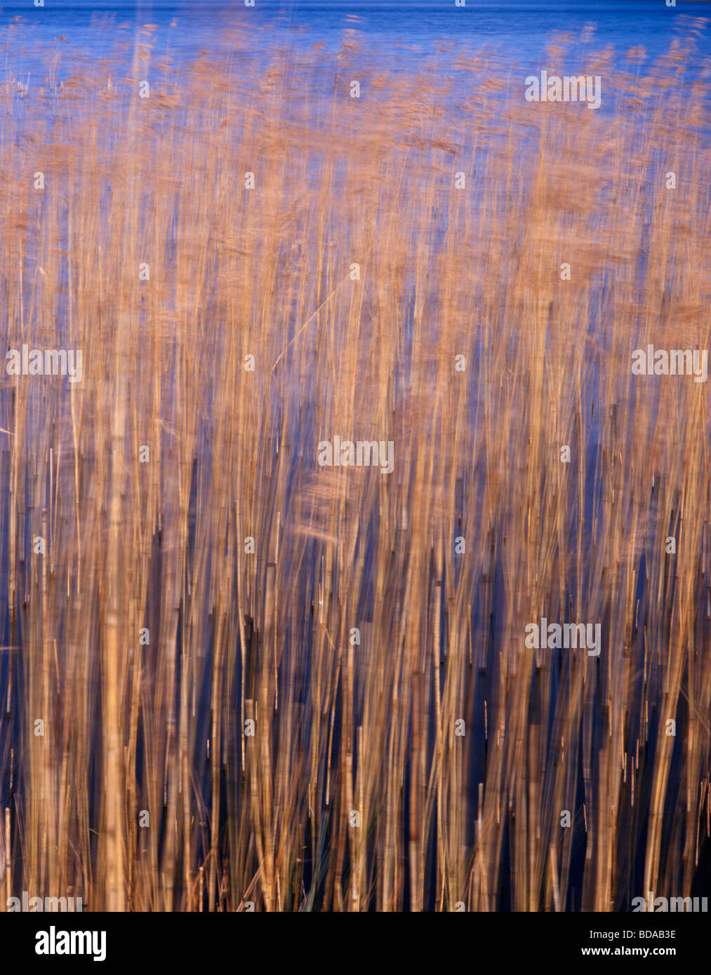 Reeds reflected in loch hi-res stock photography and images - Alamy