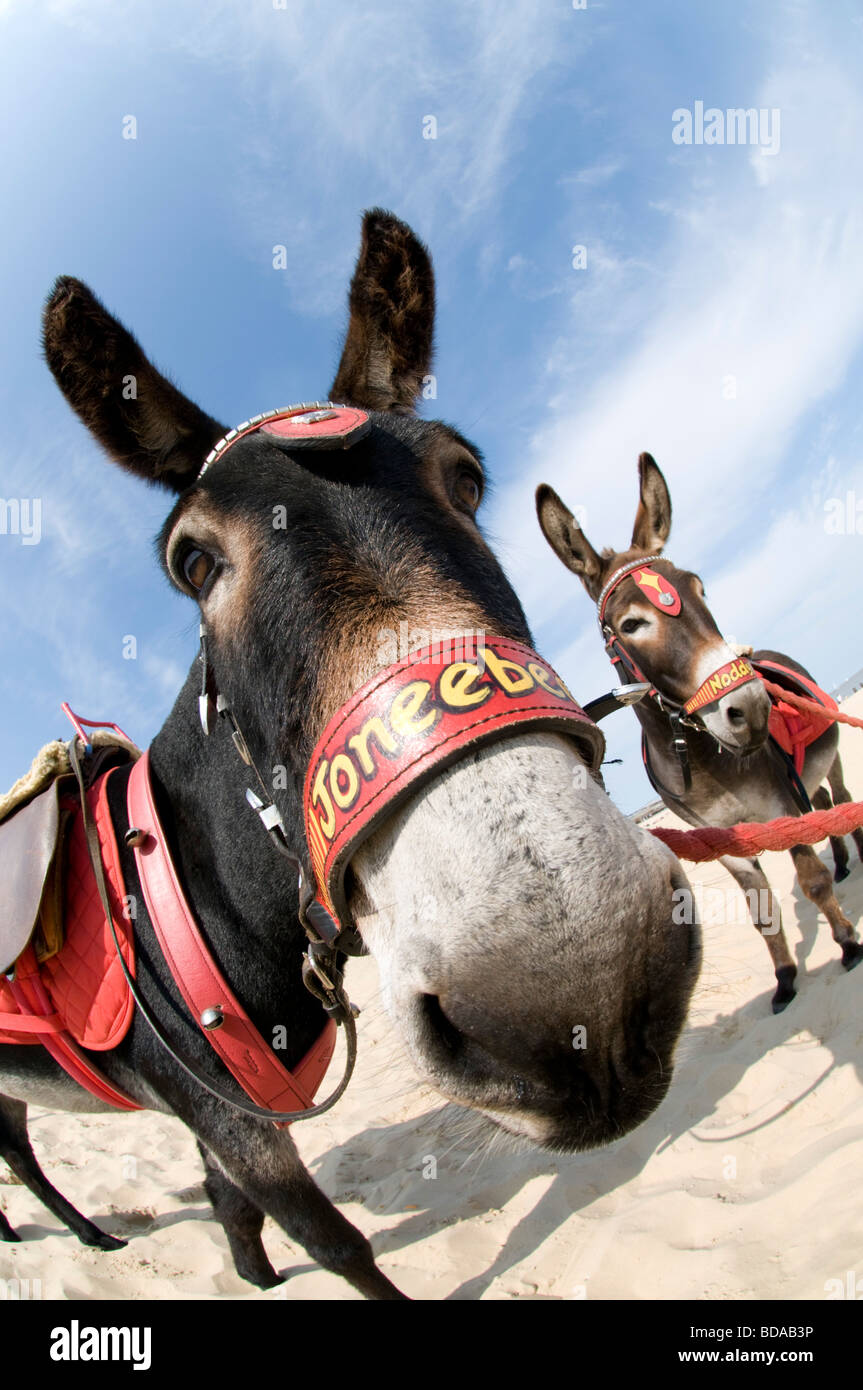 Uk donkeys on beach hi-res stock photography and images - Alamy
